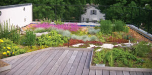 Sustainable Landscaping 101: Everything You Need to Know